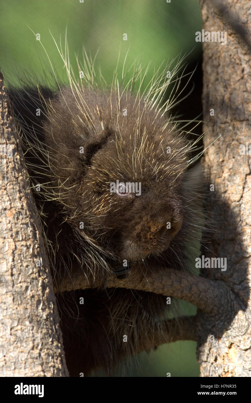 Common Porcupine (Erethizon dorsatum) adult in tree, native to North ...