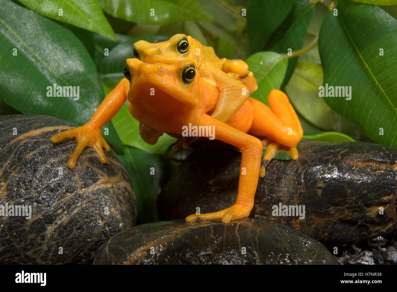 Panamanian Golden Frog (Atelopus zeteki) pair in amplexus, native to ...