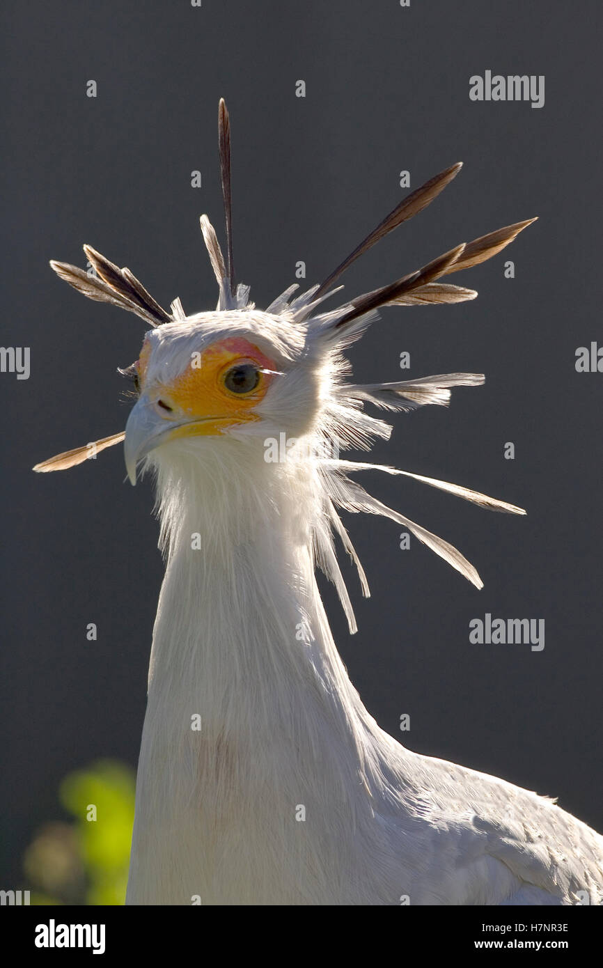 Secretary Bird (Sagittarius serpentarius) portrait showing head crest ...