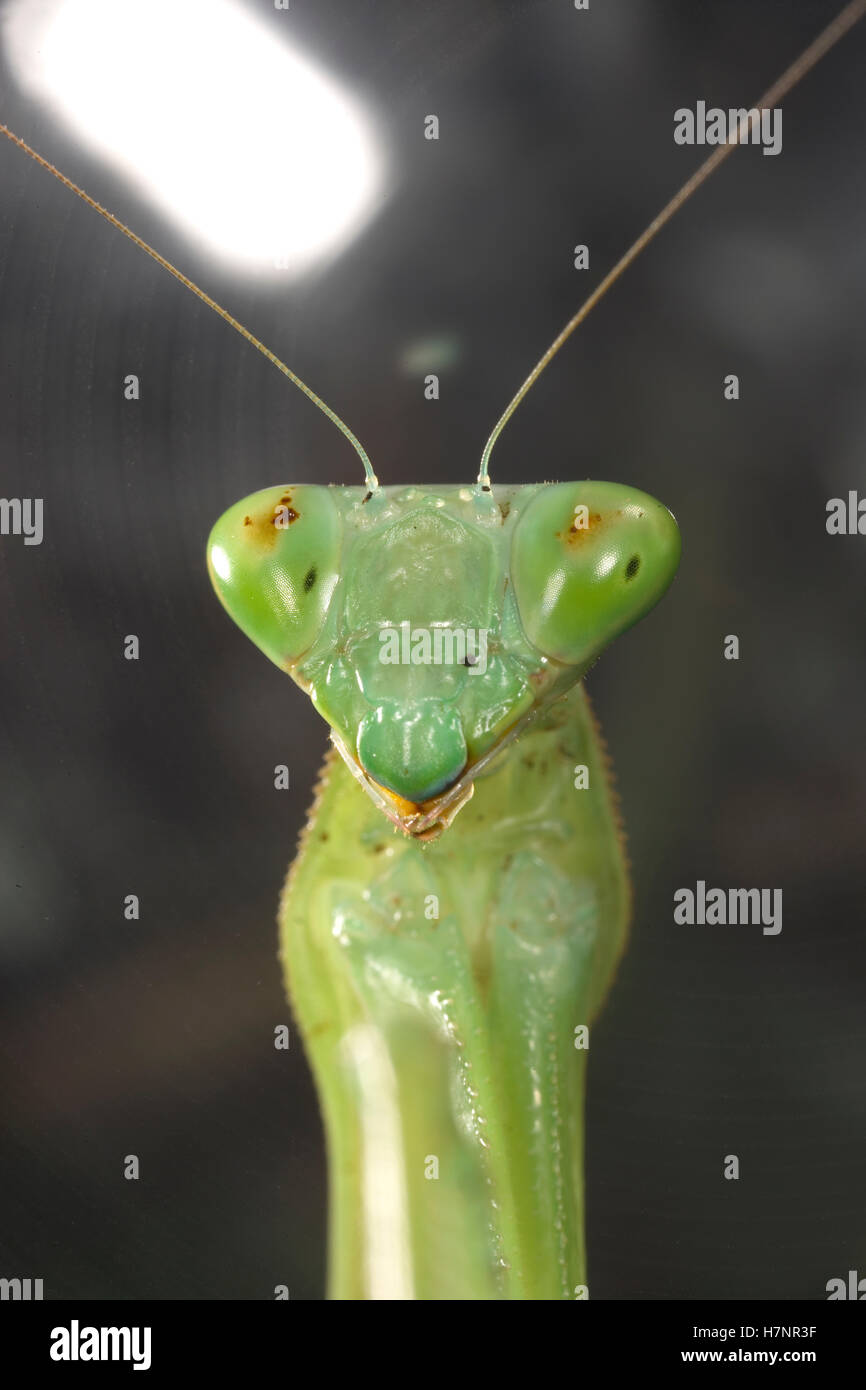 Praying Mantis (Mantis sp) close-up portrait of face, worldwide ...
