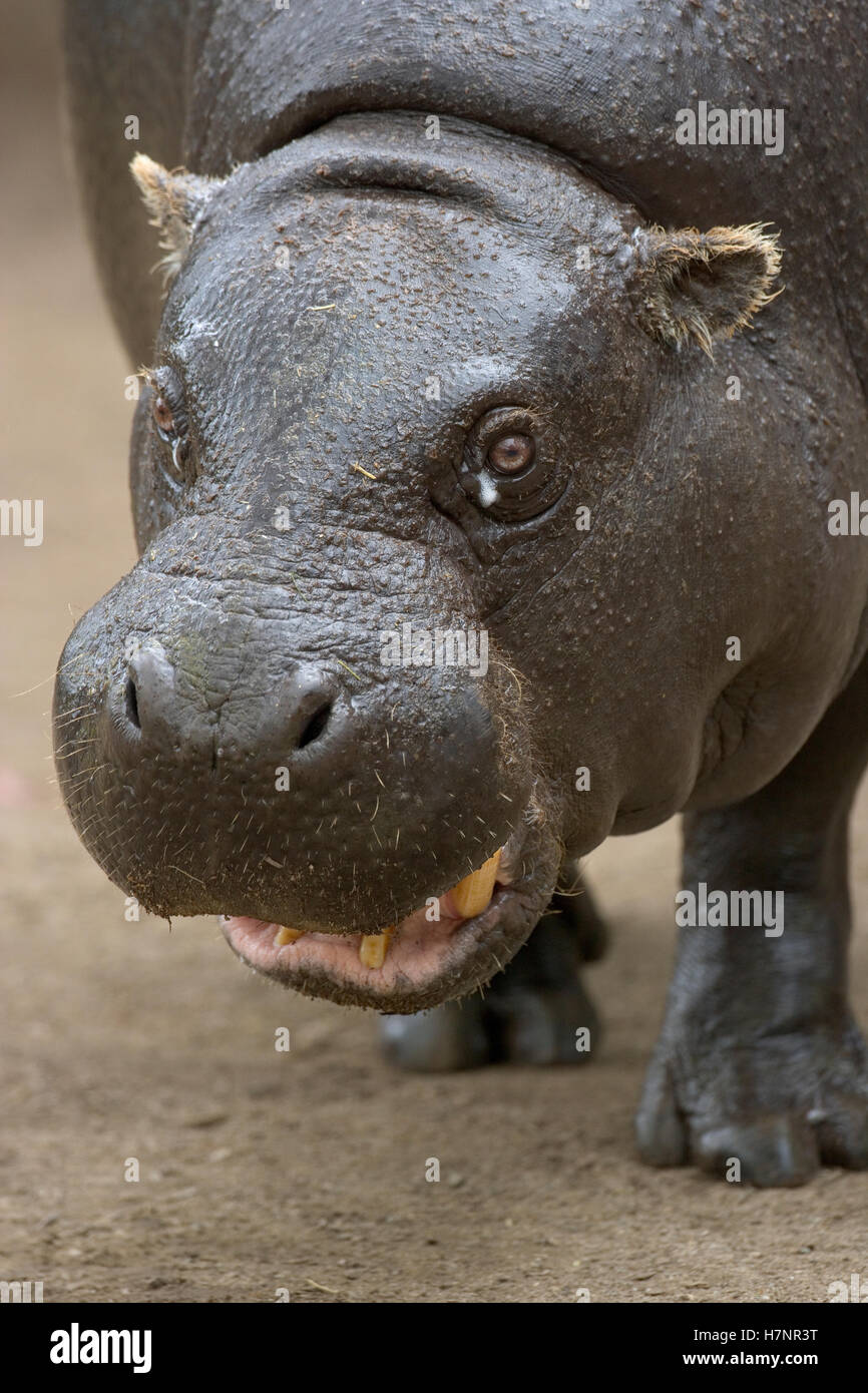 Pygmy Hippopotamus (Hexaprotodon liberiensis) portrait, native to West ...