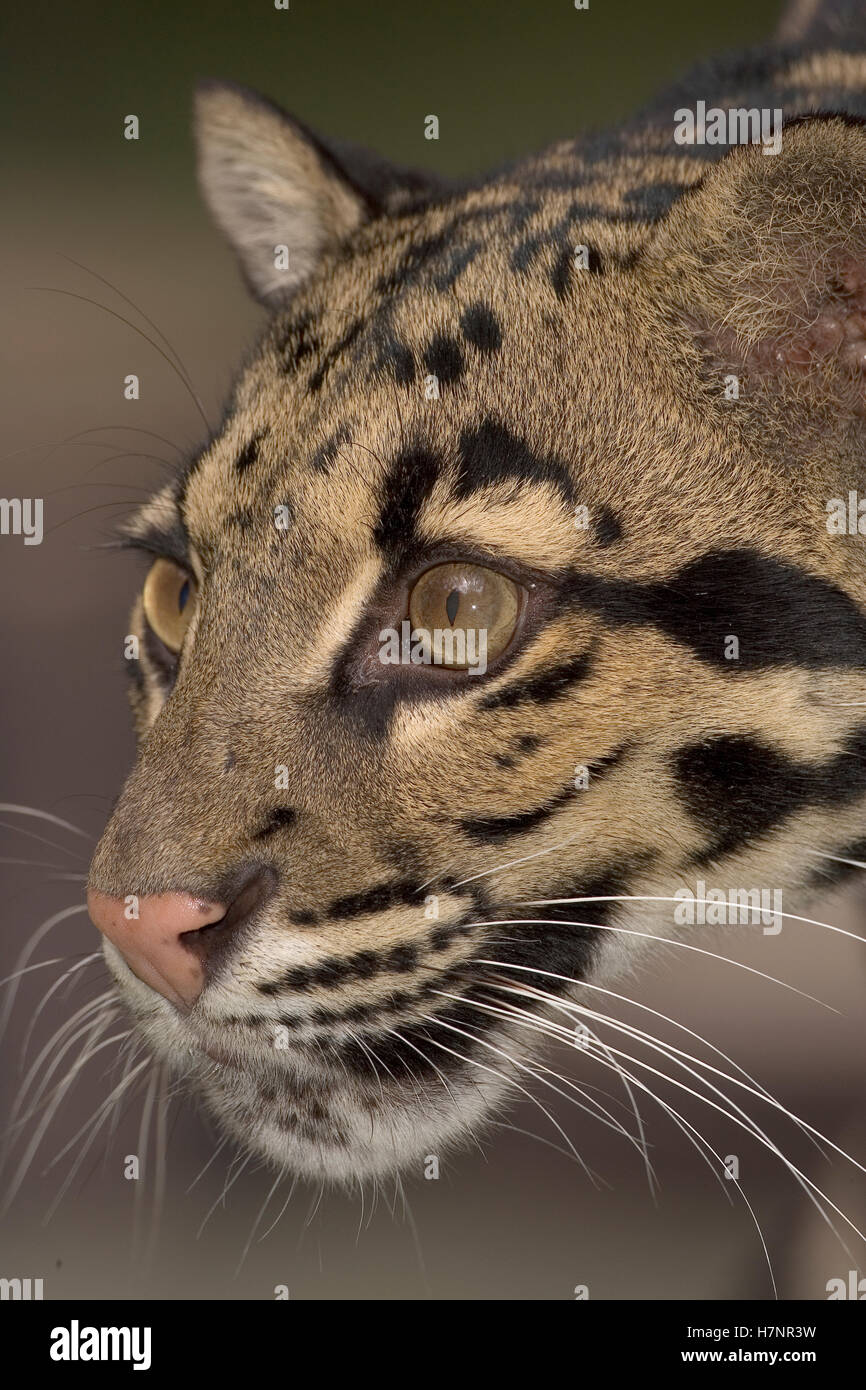 Clouded Leopard (Neofelis nebulosa) close-up portrait, native to ...