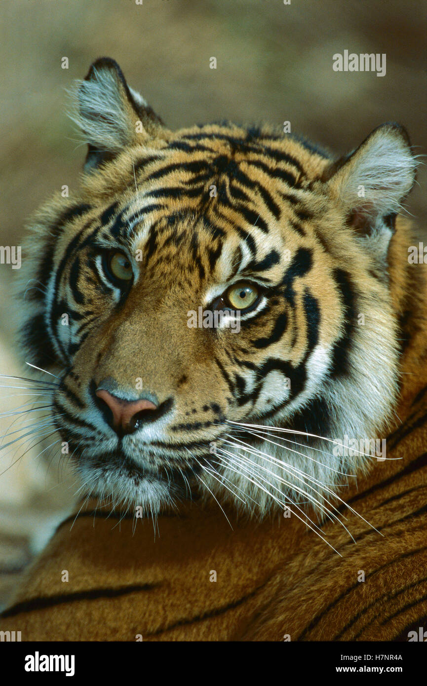 Sumatran Tiger (Panthera tigris sumatrae) female delta portrait, native ...