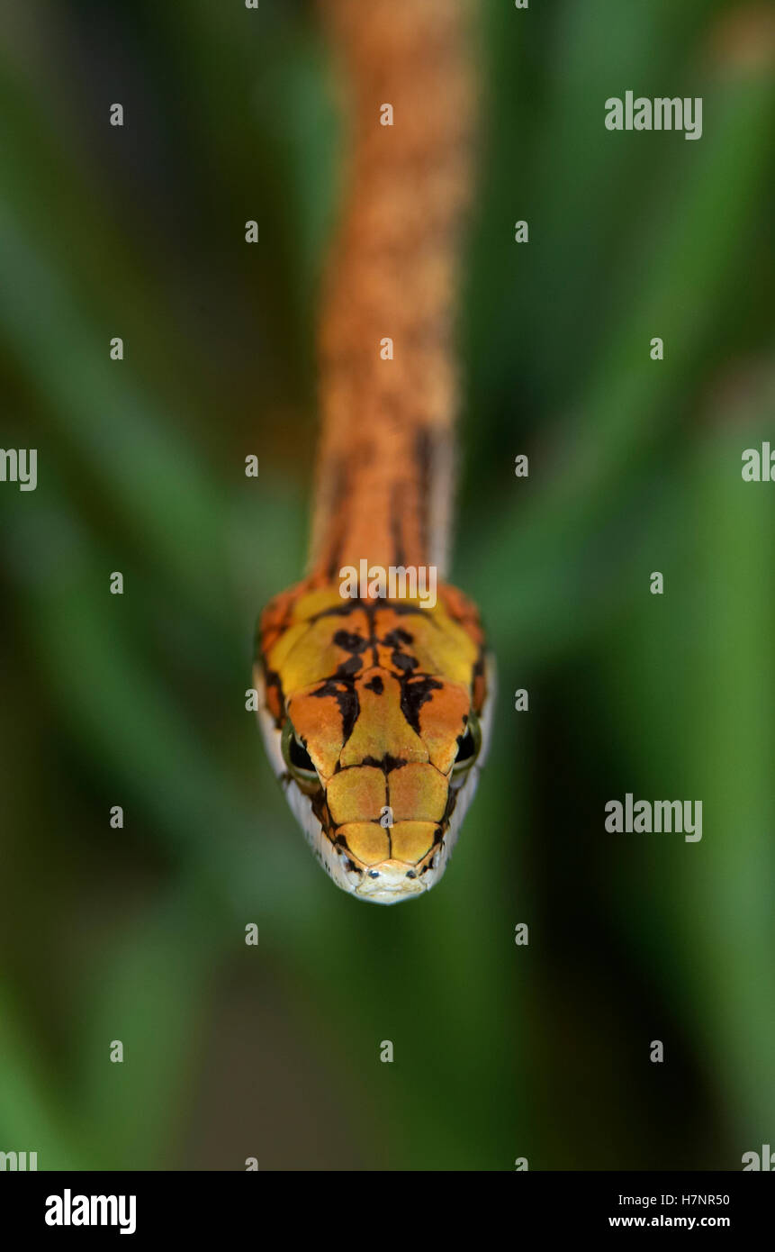 Twig Snake (Thelotornis capensis) view of head from above, native to ...