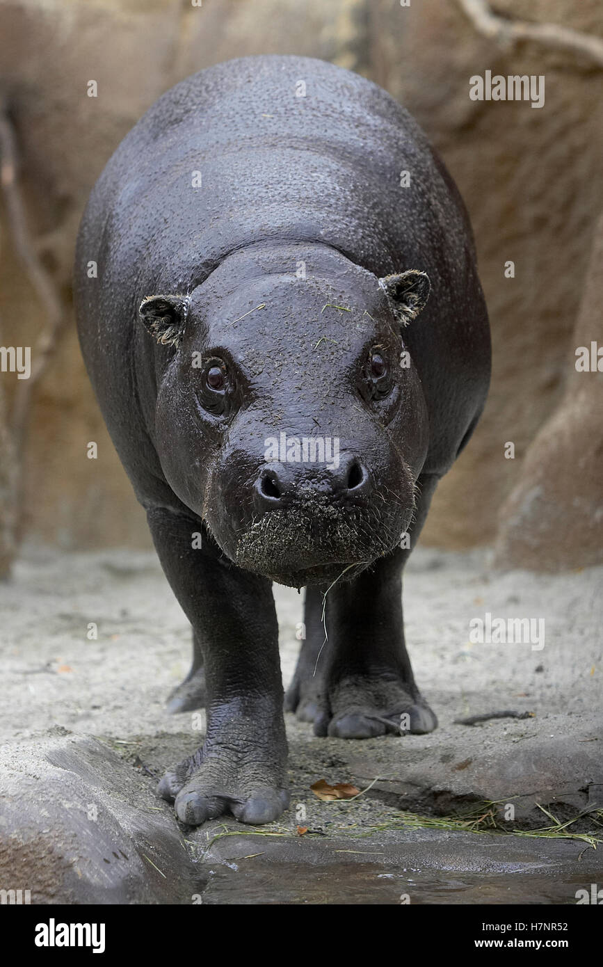 Pygmy Hippopotamus (Hexaprotodon liberiensis) portrait, endangered ...