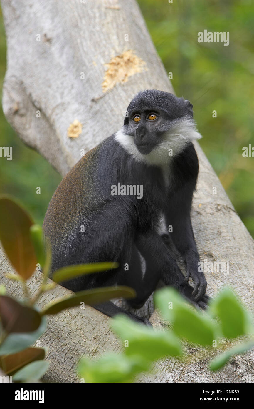 Sun-tailed Guenon (Cercopithecus solatus) portrait, threatened, native ...