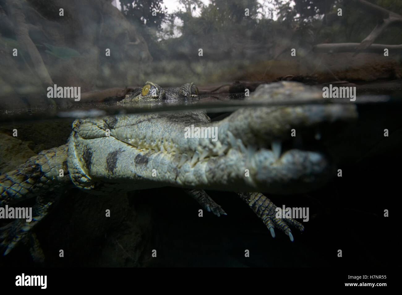 African Slender-snouted Crocodile (Crocodylus cataphractus) half ...
