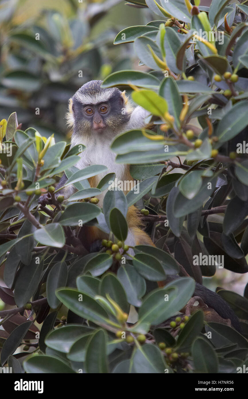 Wolf's Guenon (Cercopithecus wolfi) in tree, native to Africa Stock ...