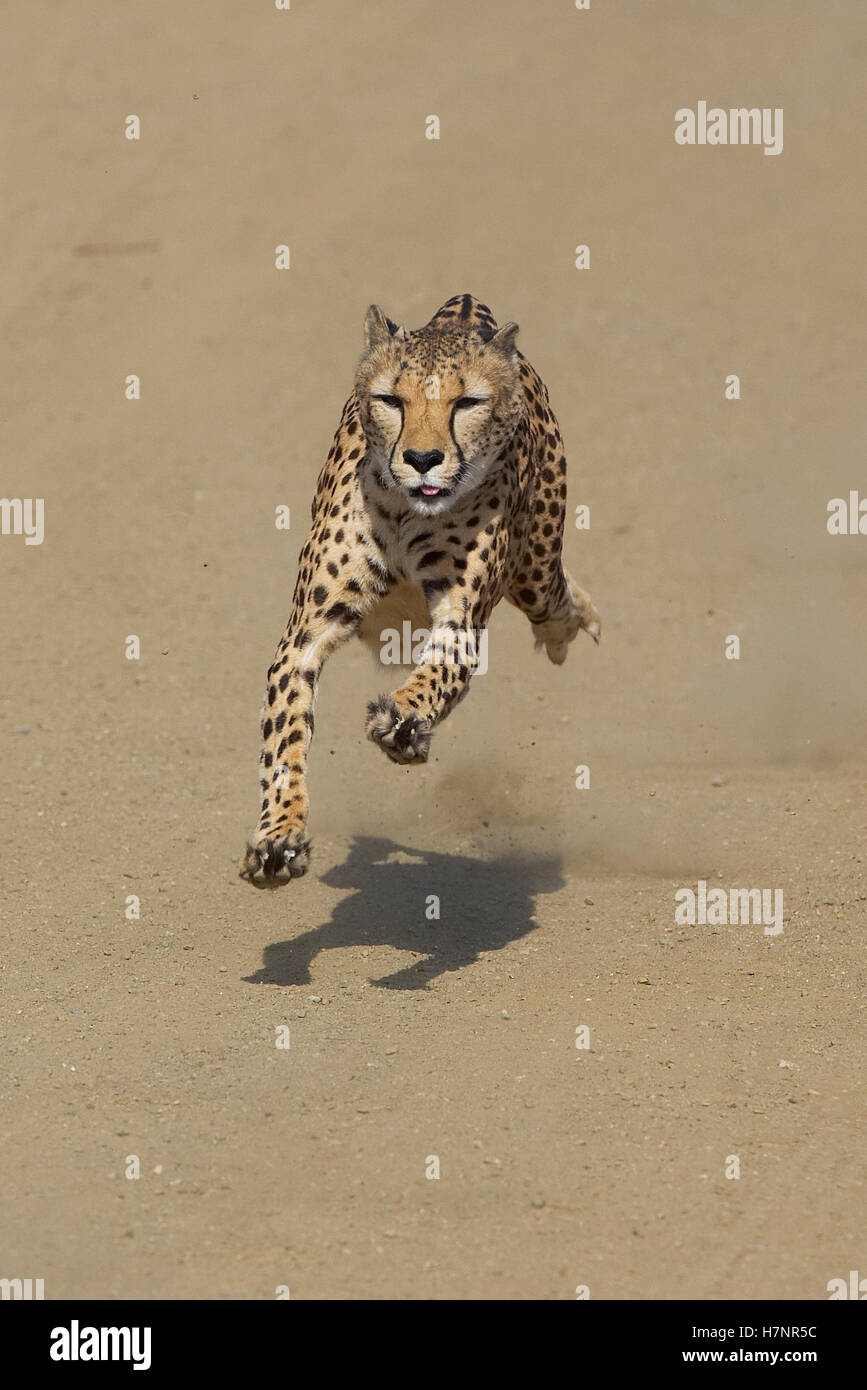 Cheetah (Acinonyx jubatus) running towards camera, threatened, native ...