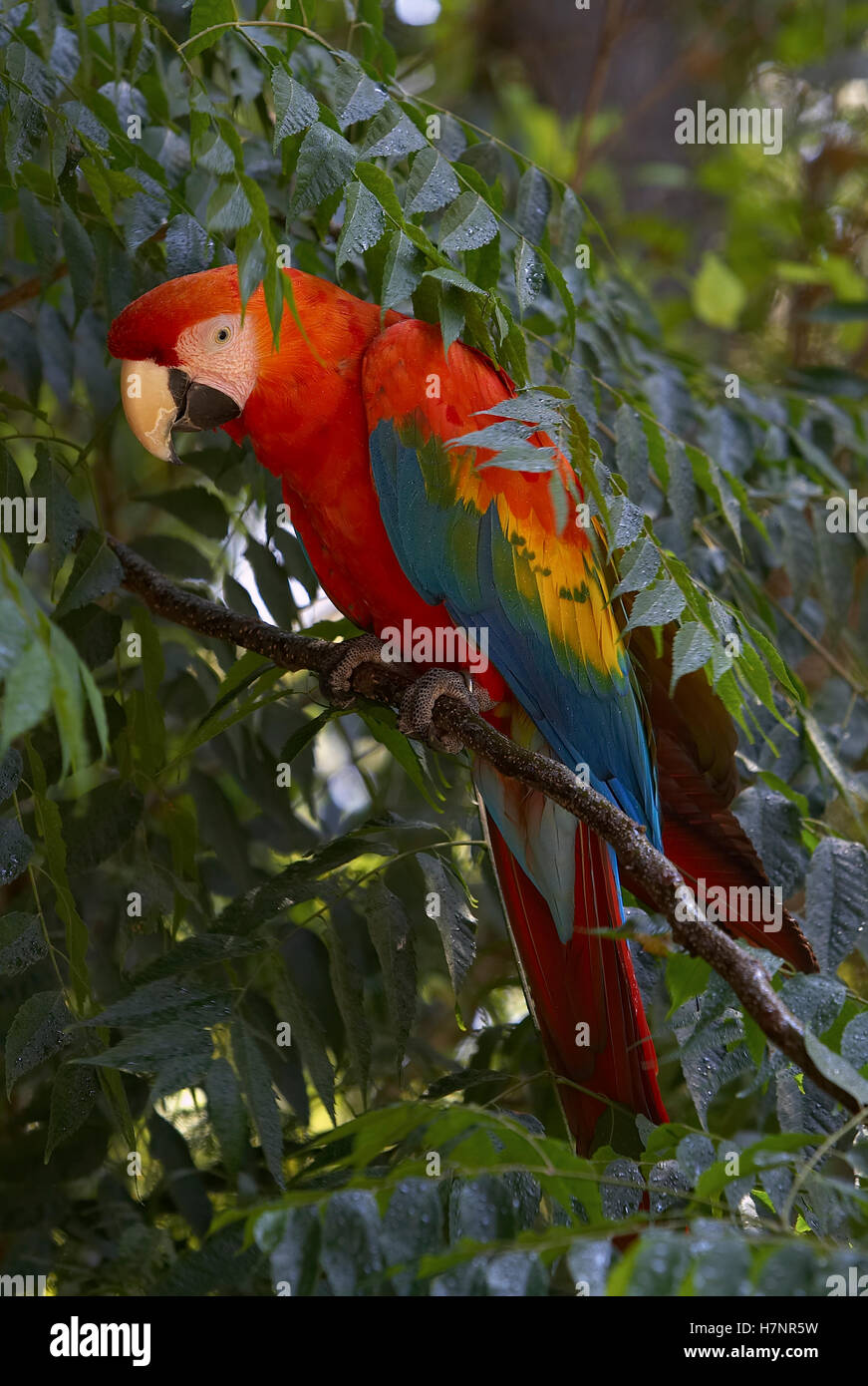 Scarlet Macaw (Ara macao) portrait in tree, native to Peru and Brazil ...