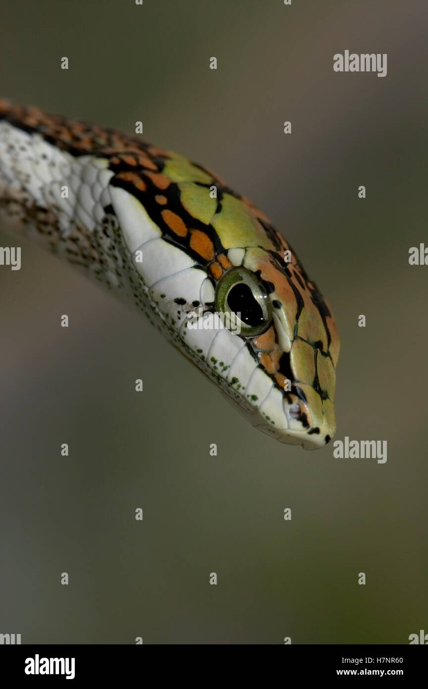Snake from above hi-res stock photography and images - Alamy