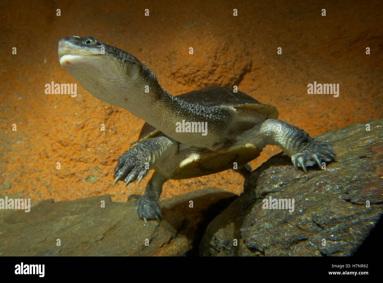Hilaire's Sideneck Turtle (Phrynops hilarii) underwater, native to ...