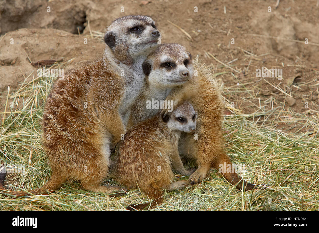 Meerkat (Suricata suricatta) trio huddling together, native to Africa ...