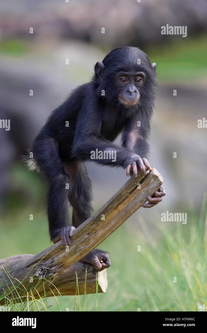 Bonobo (Pan paniscus) baby on log, endangered, native to Africa Stock ...