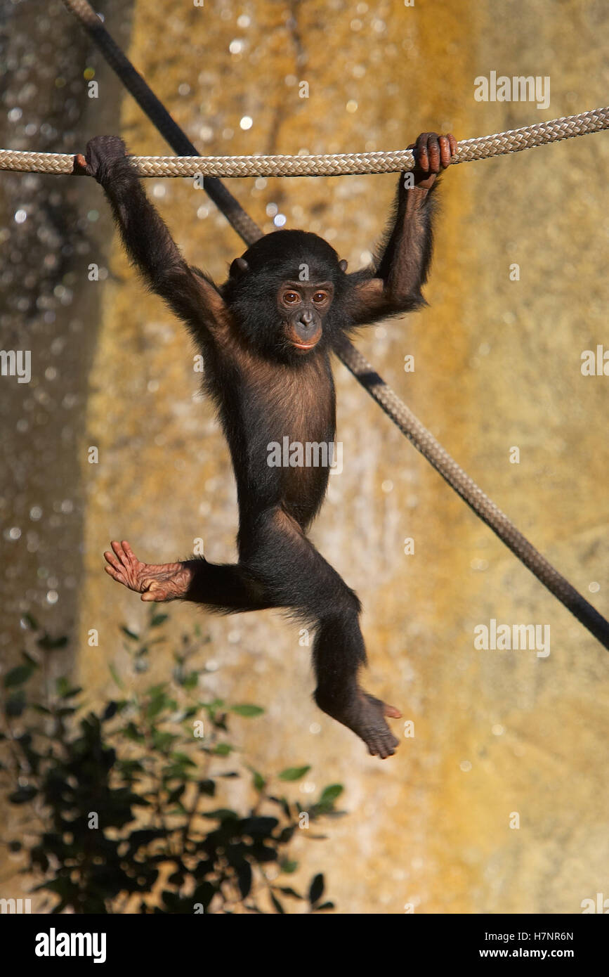 Bonobo (Pan paniscus) baby playing on ropes, endangered, native to ...