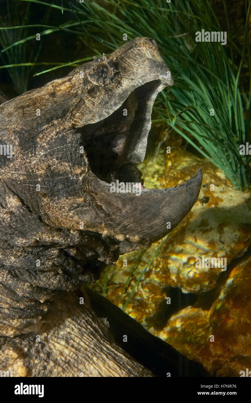 Alligator Snapping Turtle (Macrochelys temminckii) with open mouth ...