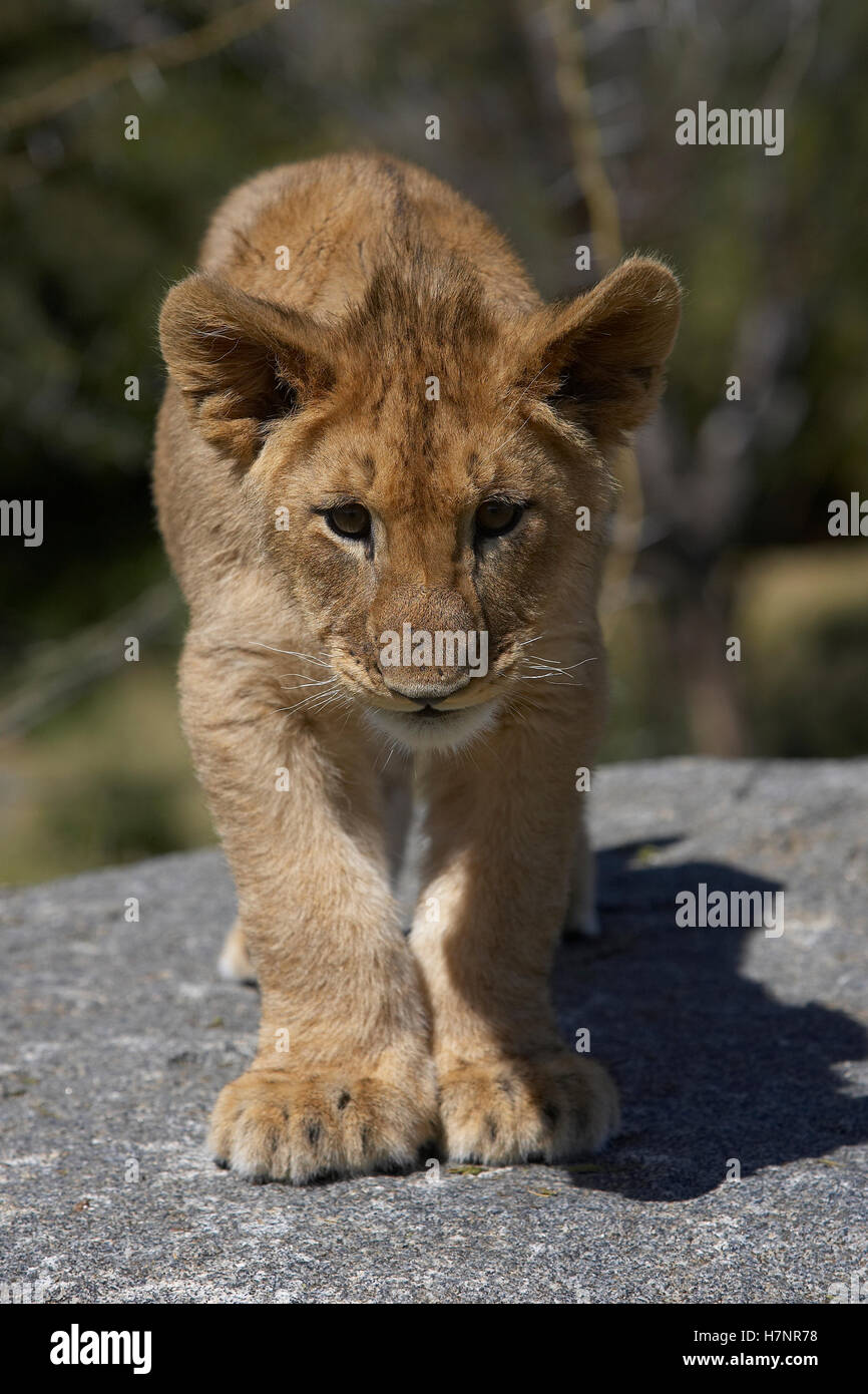 African Lion (Panthera leo) cub portrait, threatened, native to Africa ...