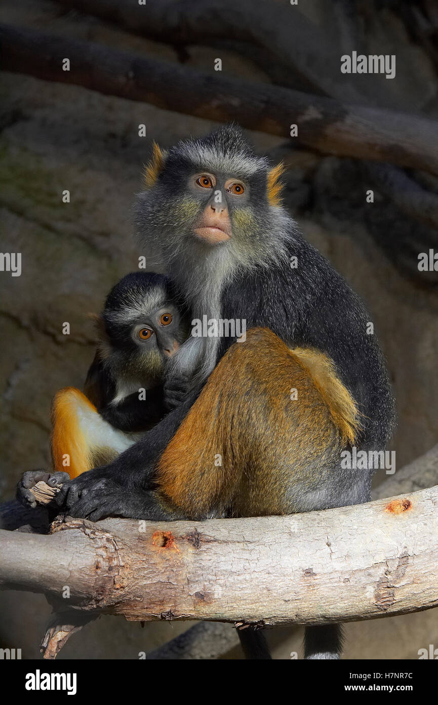 Sun-tailed Guenon (Cercopithecus solatus) mother holding baby ...