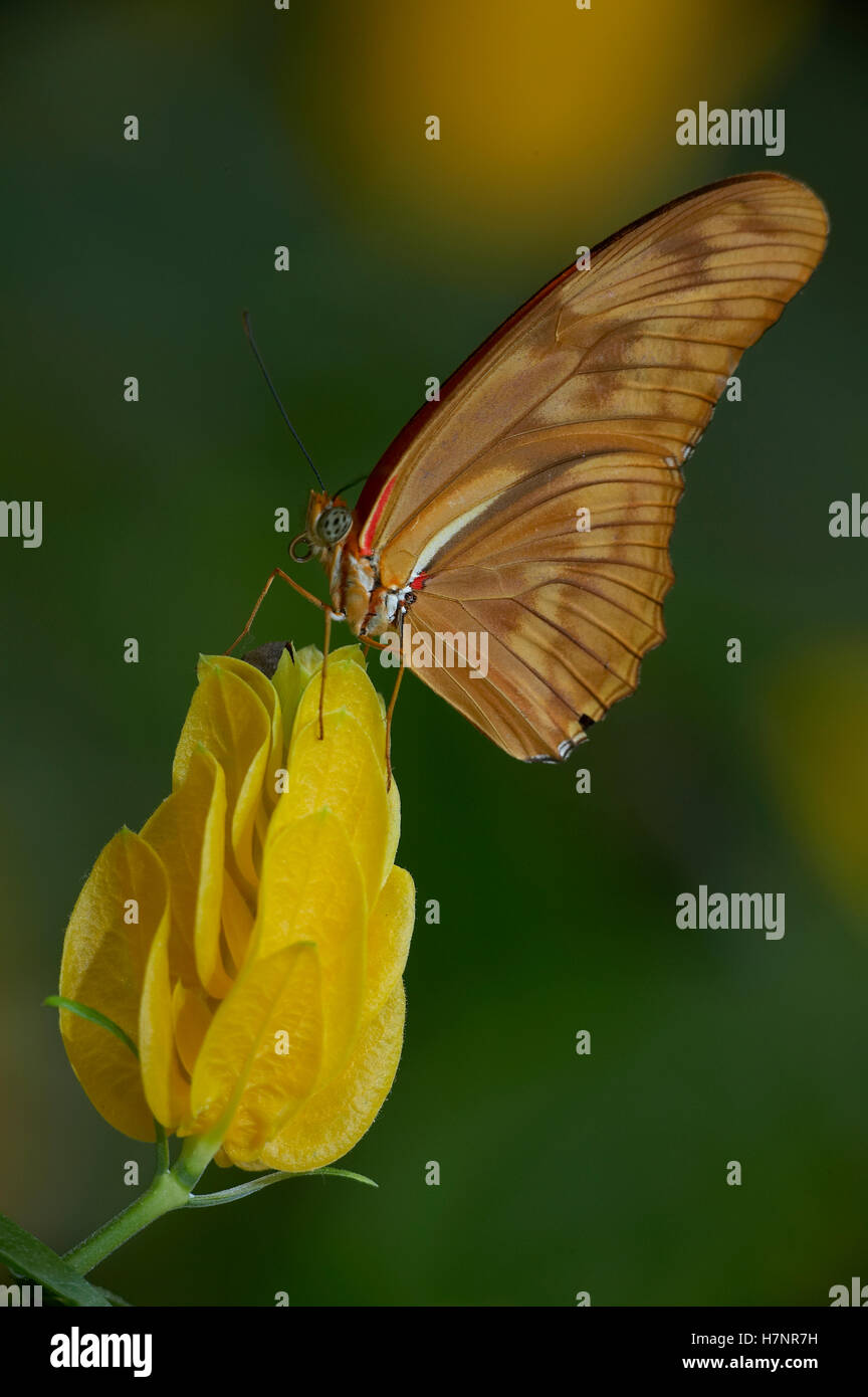 Julia Butterfly (Dryas iulia) on flower, North America Stock Photo - Alamy