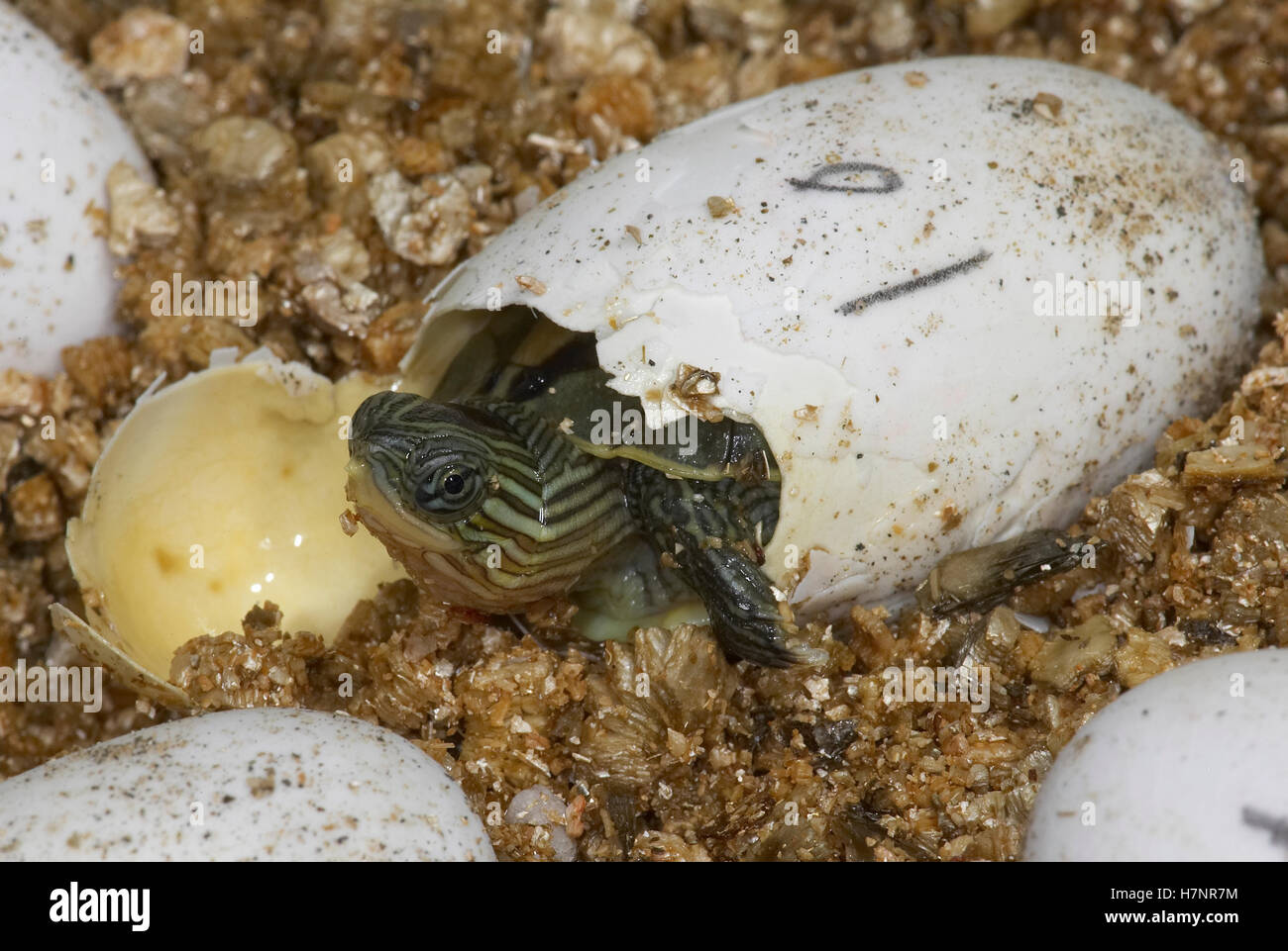 Chinese Stripe-necked Turtle (Ocadia sinensis) hatching from egg in ...