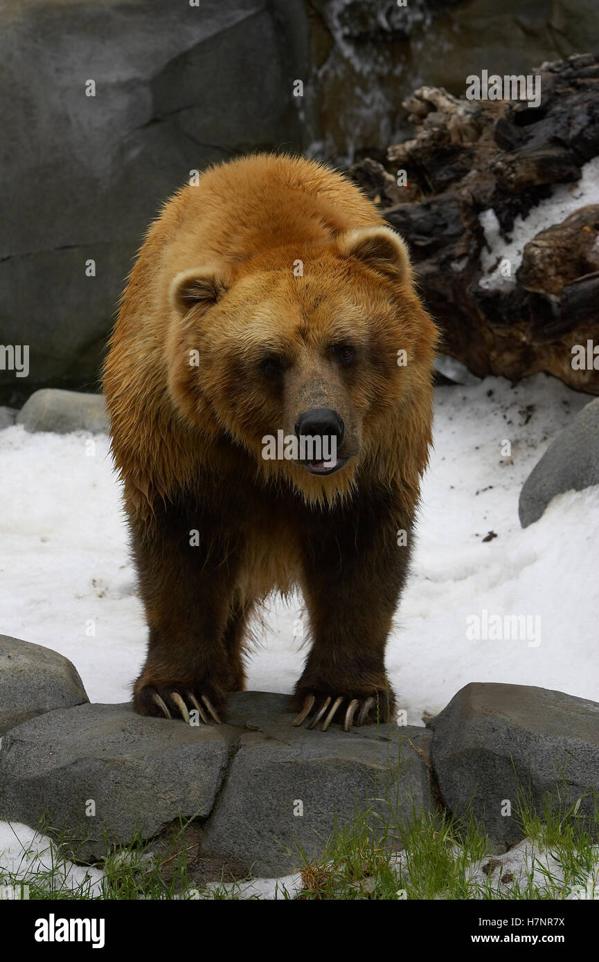 Grizzly Bear (Ursus arctos horribilis) portrait, native to North ...