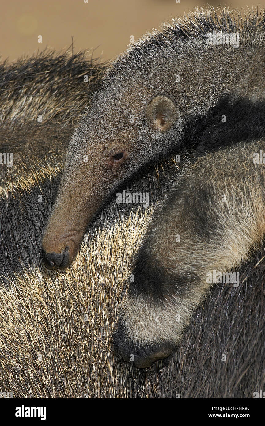 Giant Anteater (Myrmecophaga tridactyla) baby riding on mother's back ...