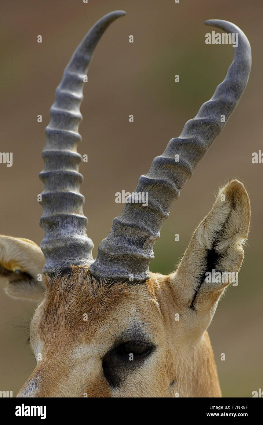 Goitered Gazelle (Gazella subgutturosa) showing horn detail, threatened ...
