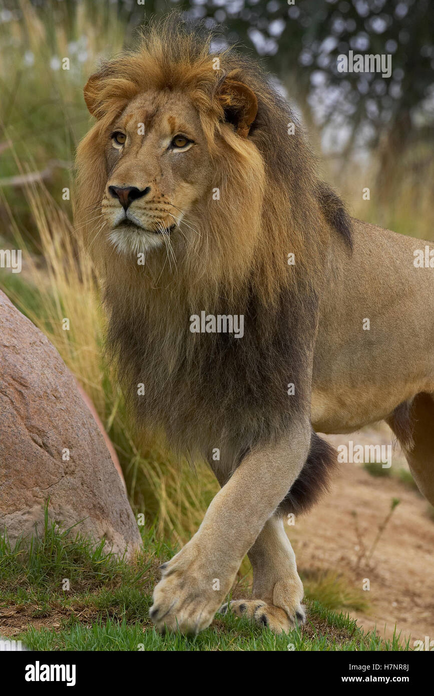African Lion (Panthera leo) male portrait, threatened, native to Africa ...