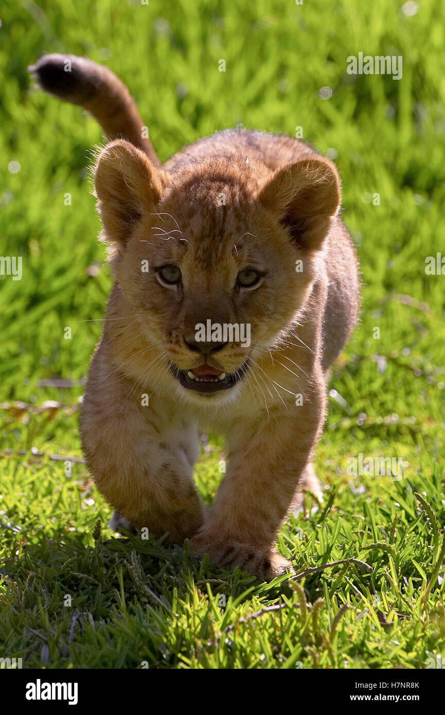African Lion (Panthera leo) cub walking, threatened, native to Africa ...