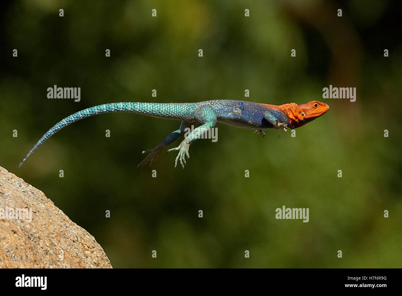 Red-headed Rock Agama (Agama agama) male lizard jumping, native to ...