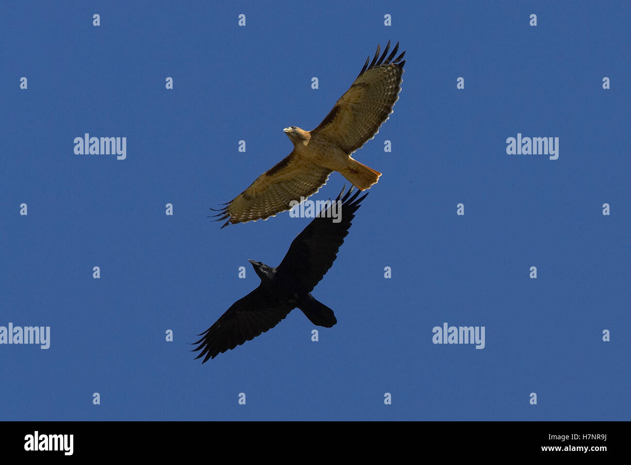 Red-tailed Hawk (Buteo jamaicensis) and Common Raven (Corvus corax ...