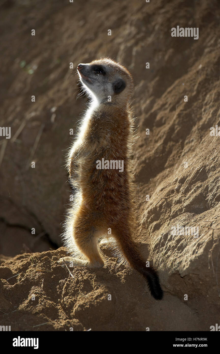 Meerkat (Suricata suricatta) baby, native to southern Africa Stock ...