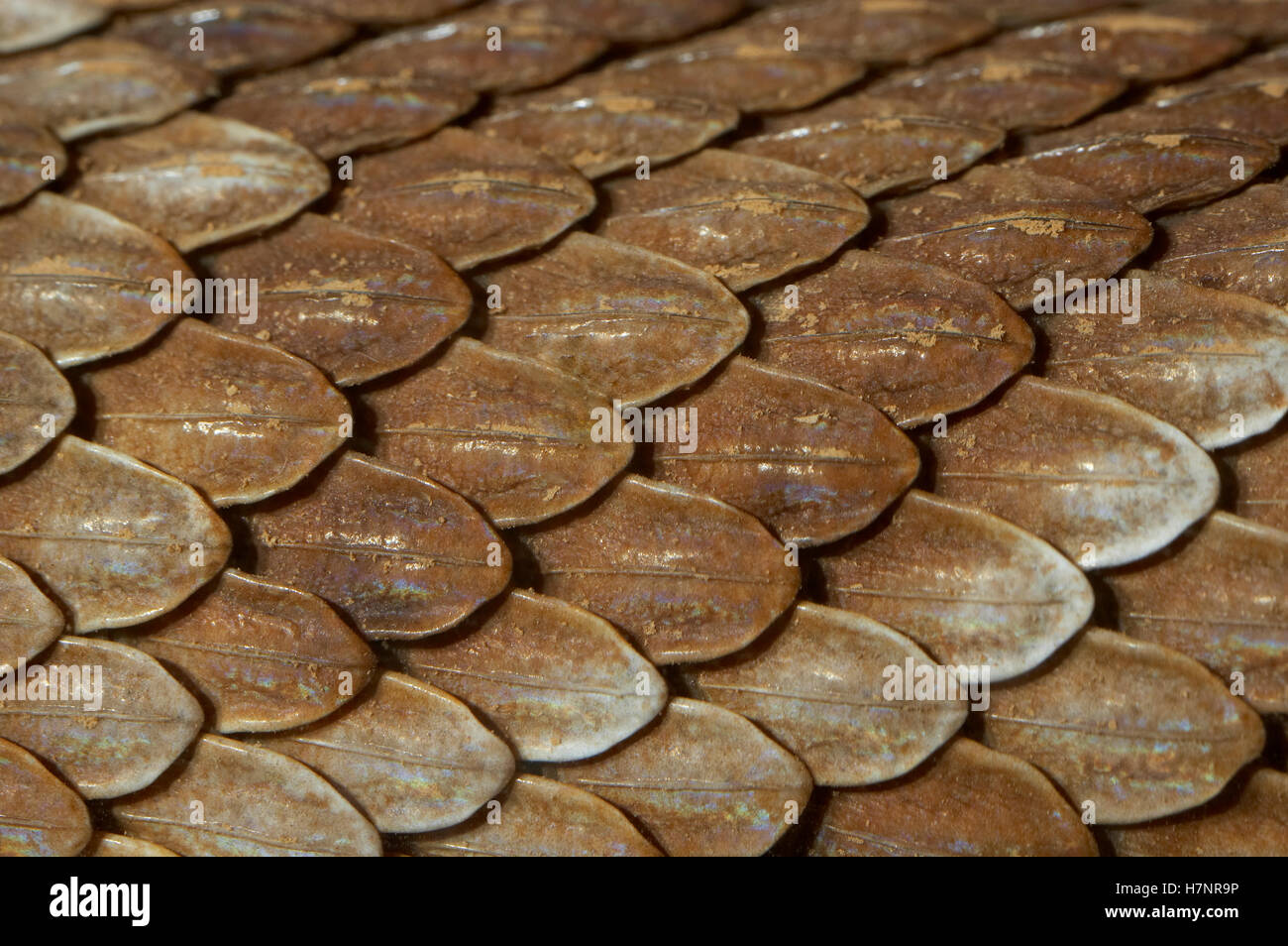 Detail of snake scales, North America Stock Photo - Alamy