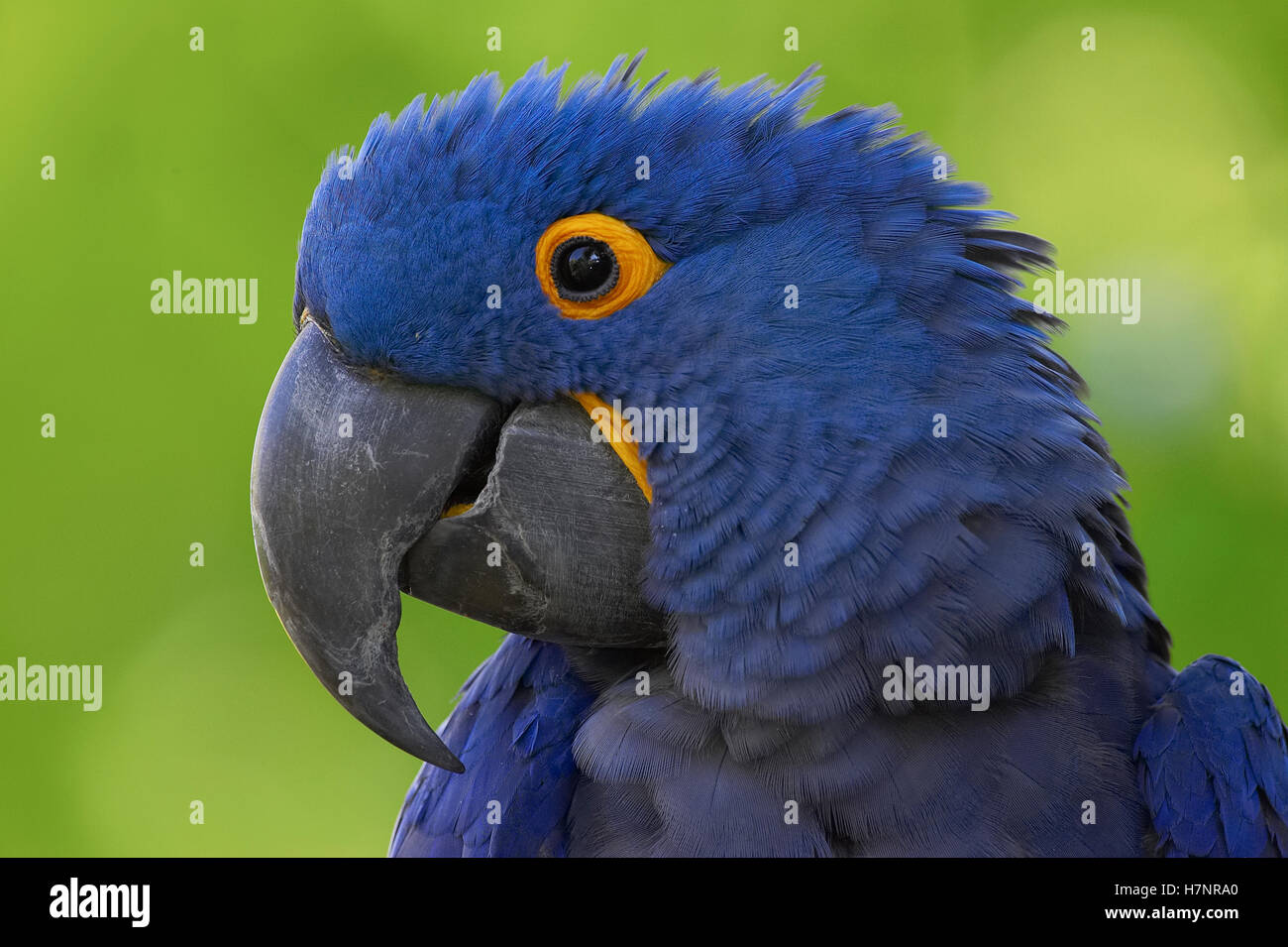 Hyacinth Macaw (Anodorhynchus hyacinthinus) portrait, endangered ...