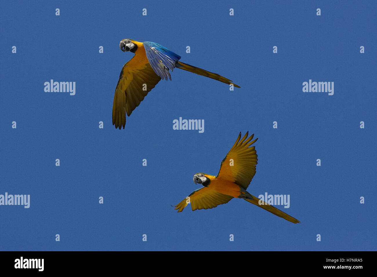 Blue and Yellow Macaw (Ara ararauna) pair, native to South America ...
