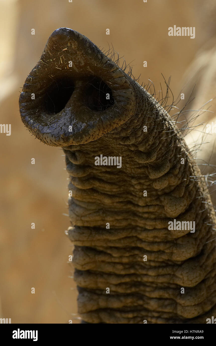 African Elephant (Loxodonta africana) trunk detail showing nostrils ...