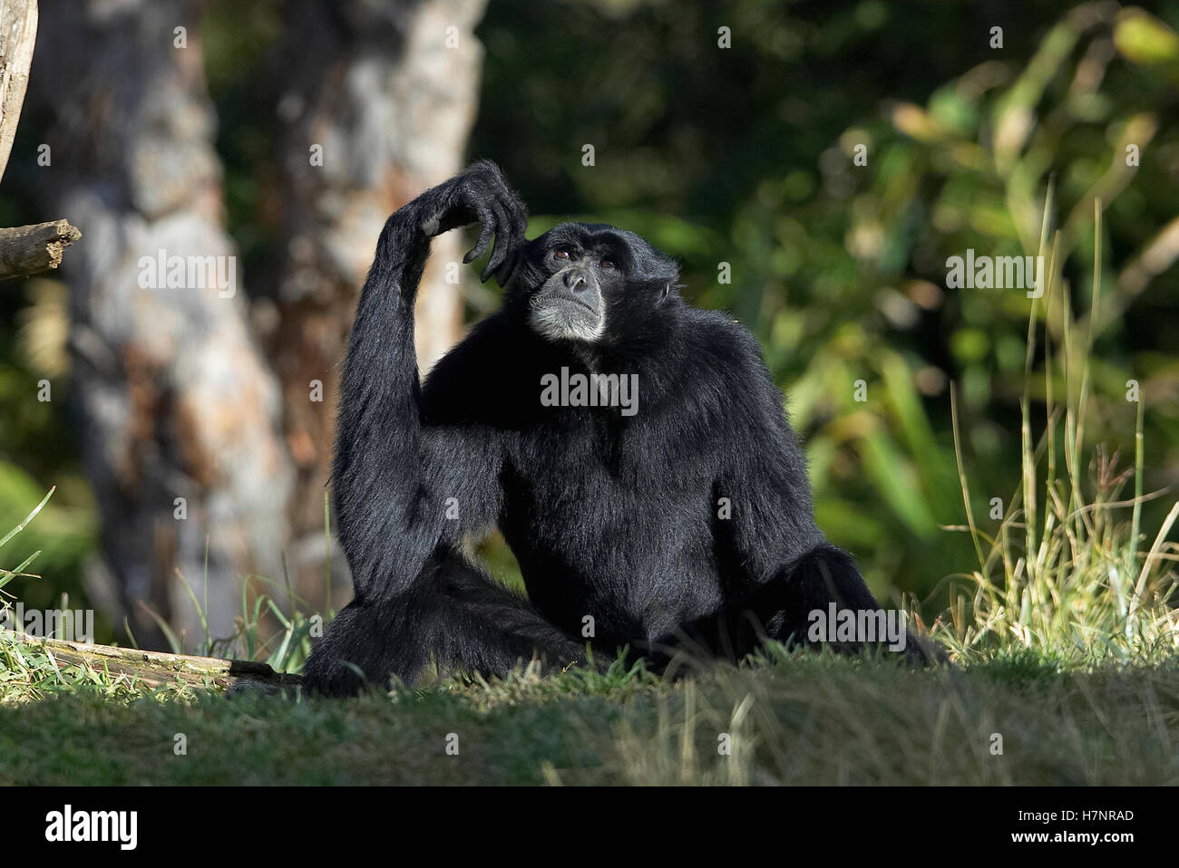 Siamang (Hylobates syndactylus) is an arboreal, black furred gibbon ...