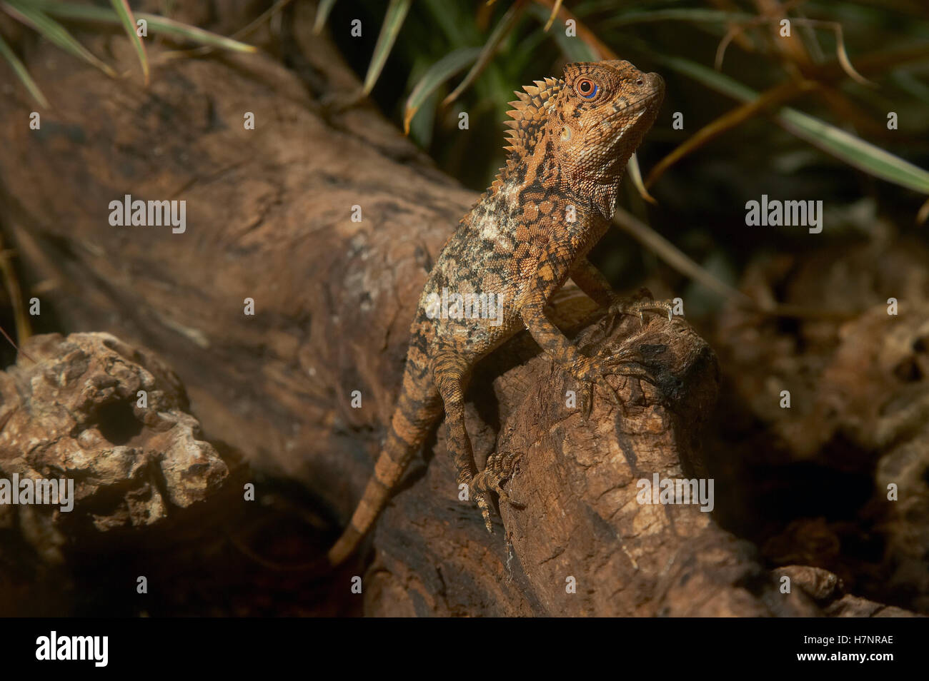 avan Angle Headed Lizard Stock Photo - Alamy