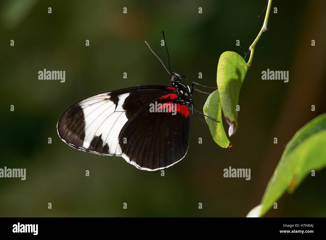 Blue Longwing Butterfly (Heliconius cydno) sitting on leaf Stock Photo - Alamy