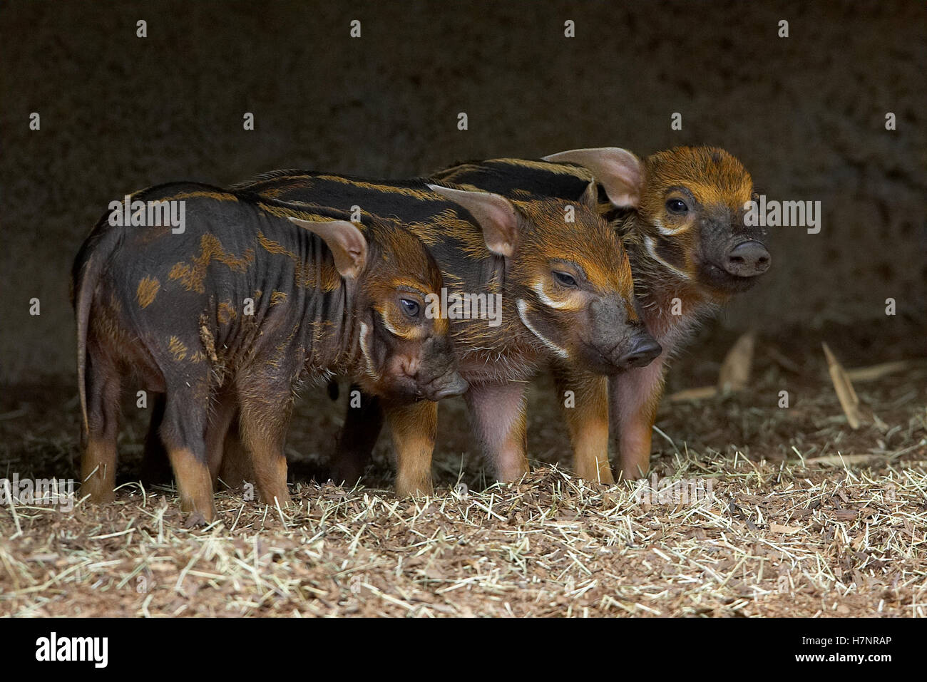Red River Hog (Potamochoerus porcus) three piglets, native to Africa ...