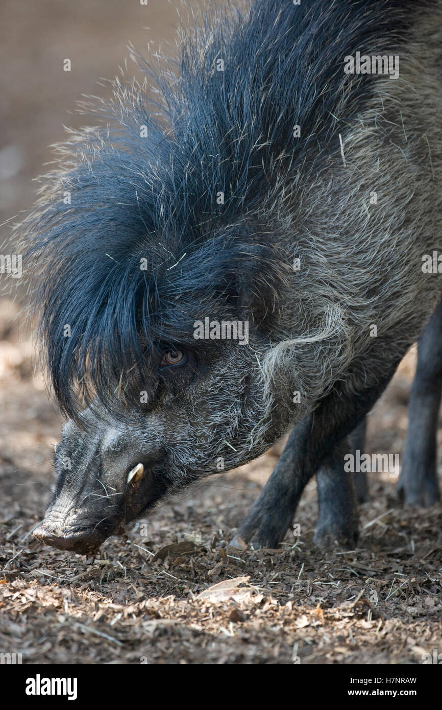 Visayan Warty Pig (Sus cebifrons), critically endangered species native ...