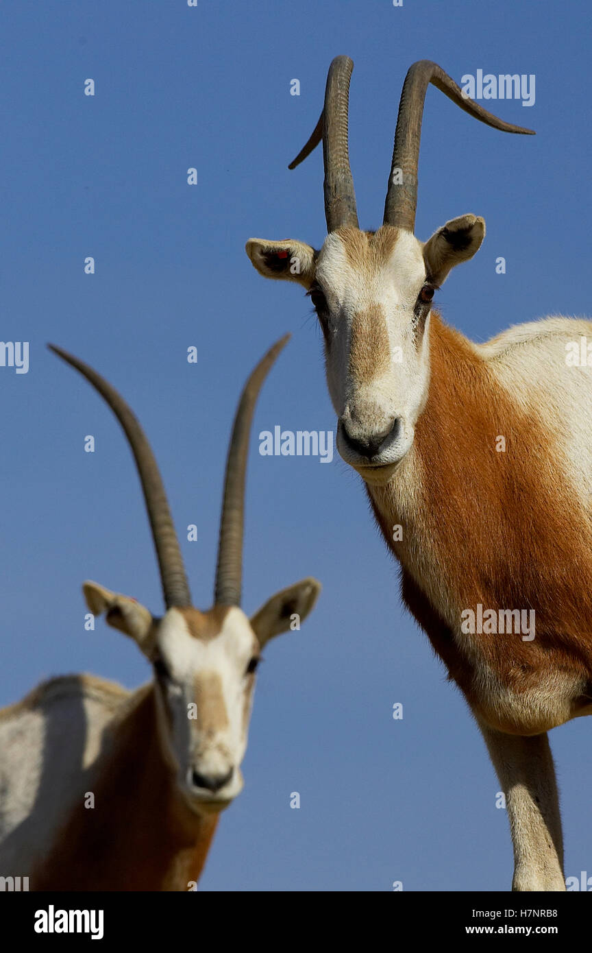 Scimitar-horned Oryx (Oryx dammah) pair, native to North Africa ...