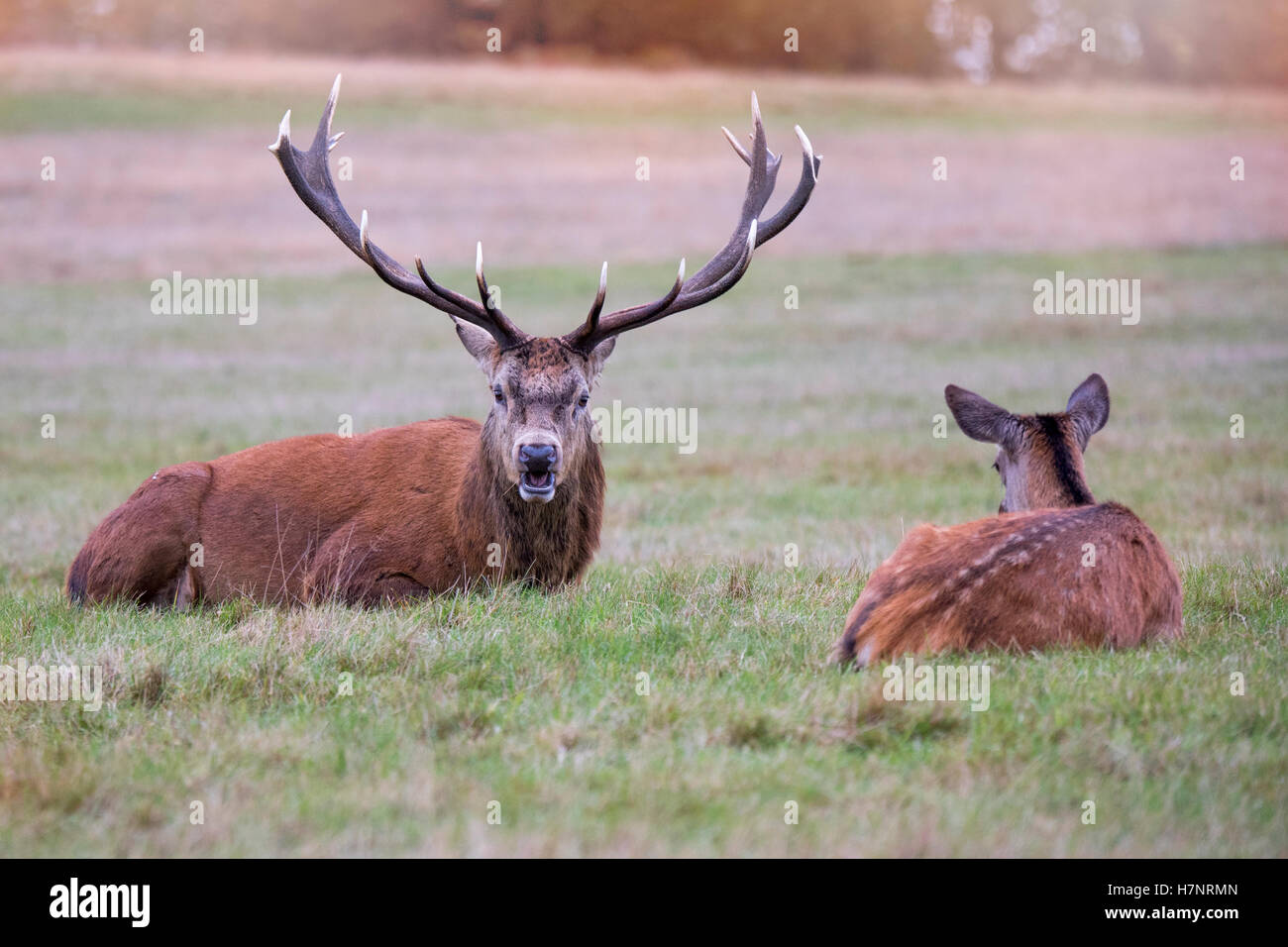 Red Deer stag and hind In Richmond Park UK Stock Photo - Alamy