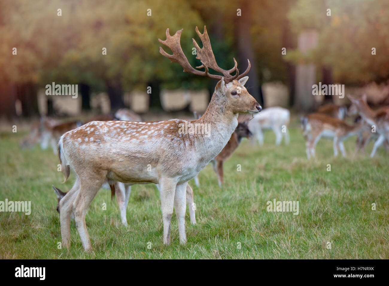 Fallow Deer Buck in Richmond Park, UK Stock Photo - Alamy