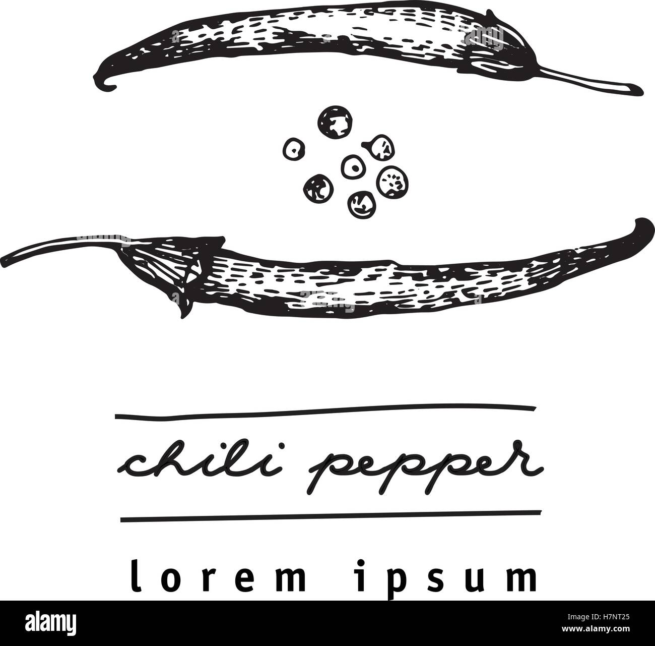 chili pepper sketch illustration hand drawn vector Stock Vector Image ...