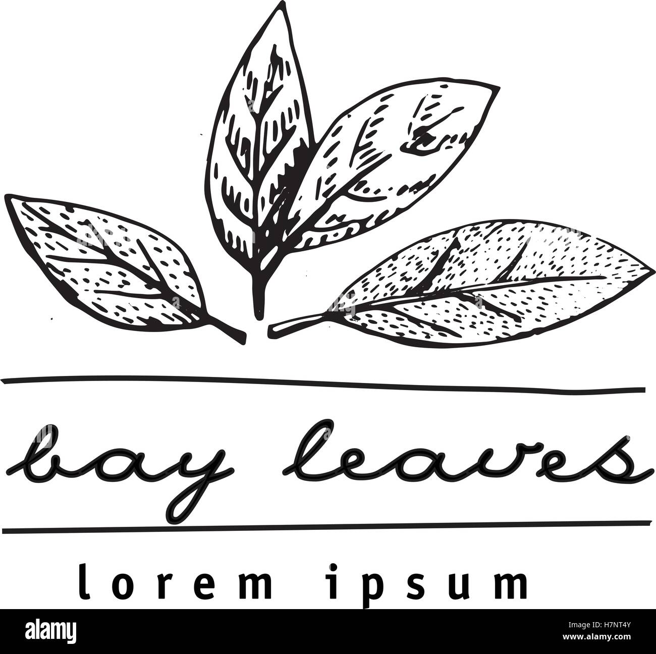 Illustration of bay leaf. hand drawn Stock Vector Image & Art - Alamy