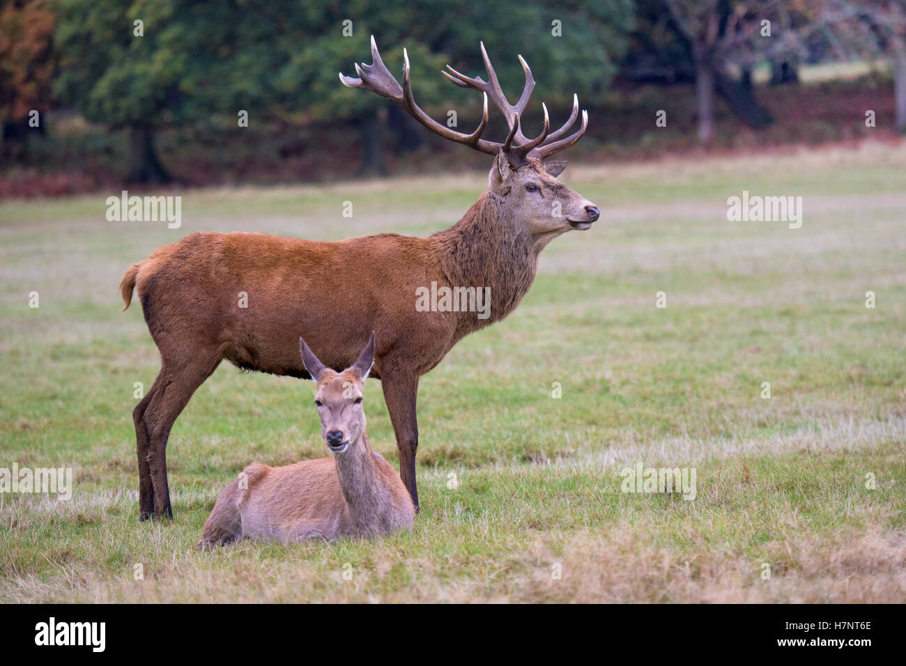 Red Deer Stag and hind In Richmond Park UK Stock Photo - Alamy