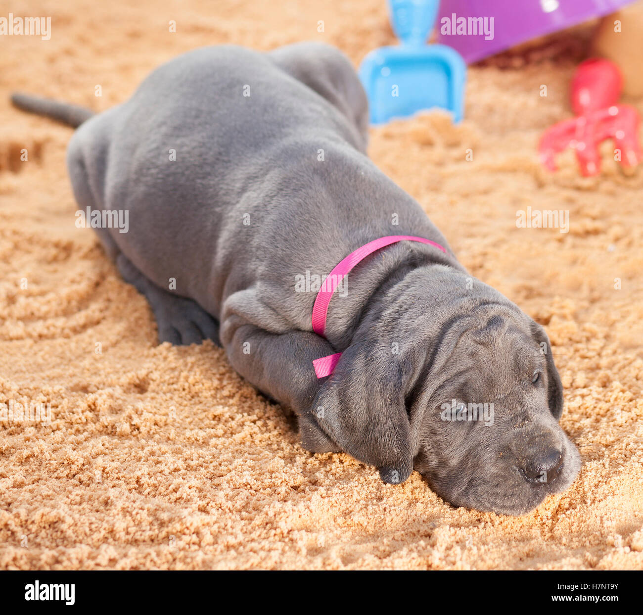 Grey Great Dane puppy purebred laying on beach sand Stock Photo - Alamy