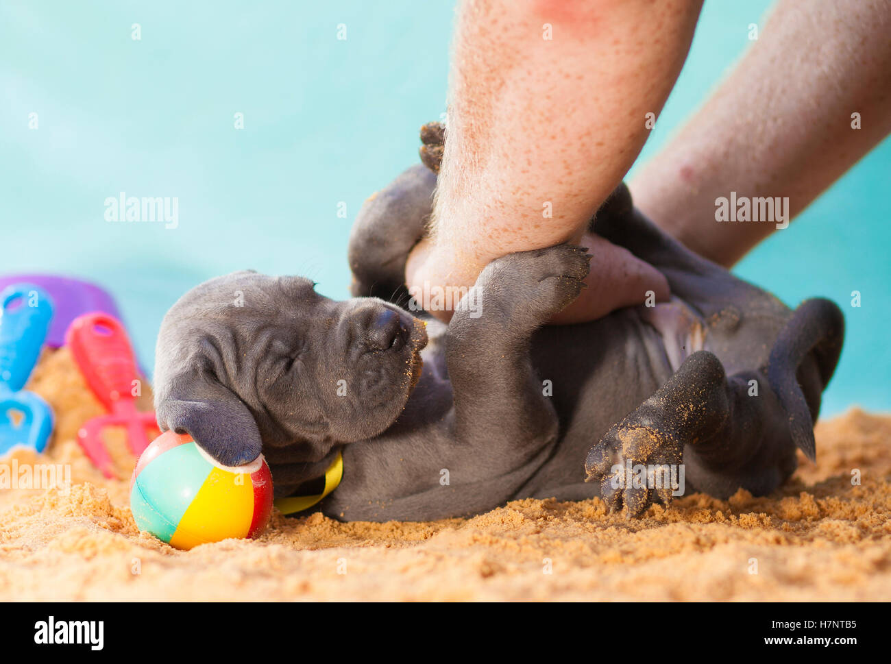 Great Dane puppy with gray hair getting tickled on the sand Stock Photo ...