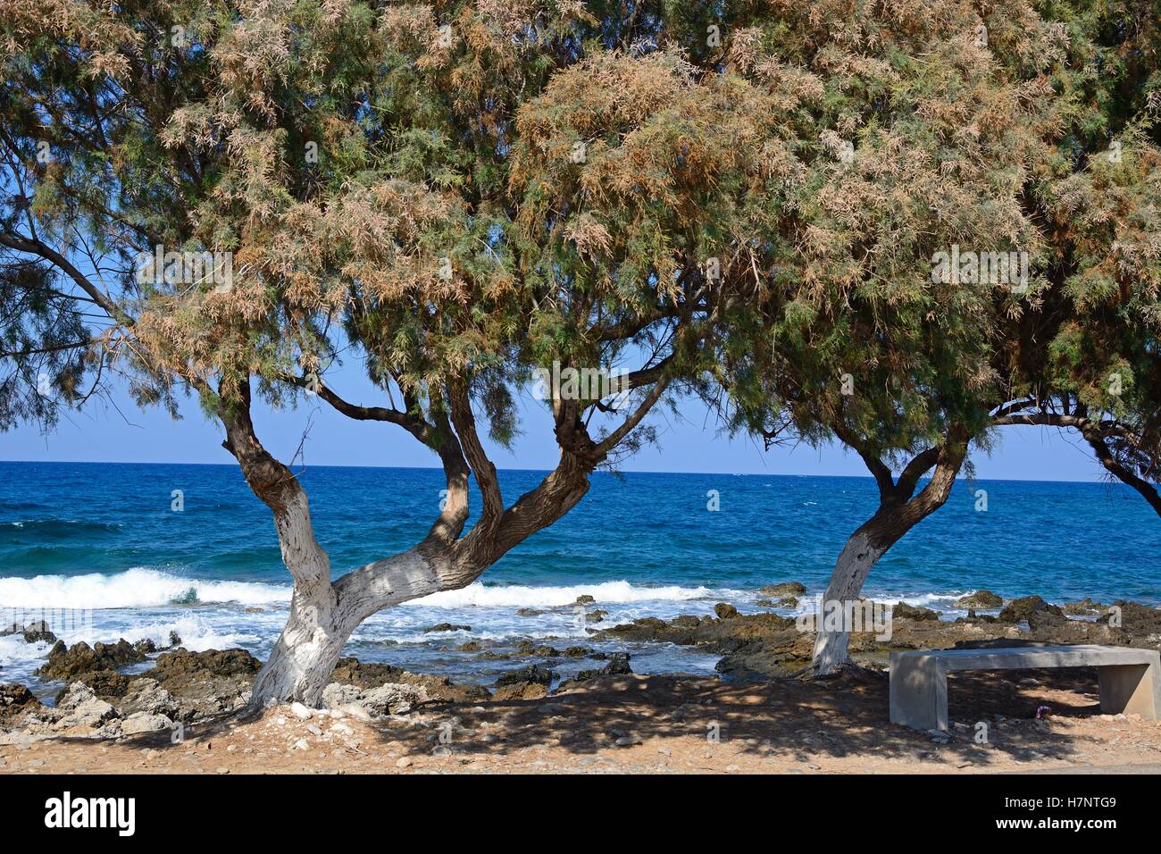 Trees on the beach with the sea to the rear, Milatos, Crete, Europe ...